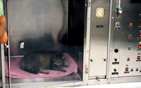 Veterinary Clinics | Oxygen Therapy for Pets