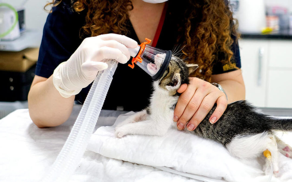 Oxygen Therapy in Veterinary Medicine | Dogs and Cats