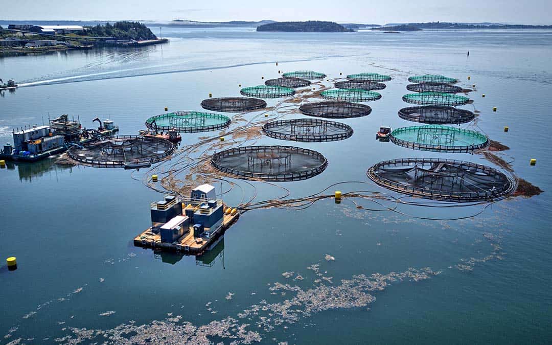 Aquaculture, Fish Farming, and the Use of Liquid Oxygen