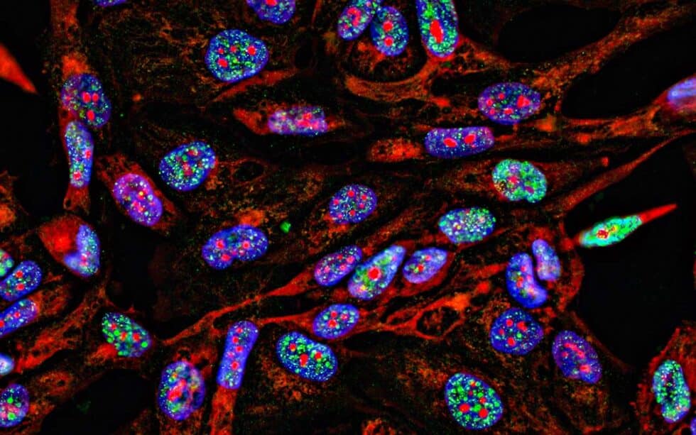 Oxygen in the Brain: New Insights from Bioluminescence Imaging